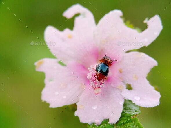 Monolepta is a genus of skeletonizing leaf beetles in the family ...