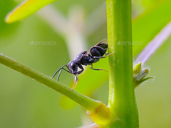 Brachymeria is a genus of parasitic wasps in the family Chalcididae ...