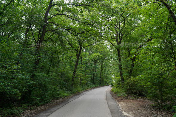 Beautiful tree lined road in the Tunnel of Trees in the forest Stock ...