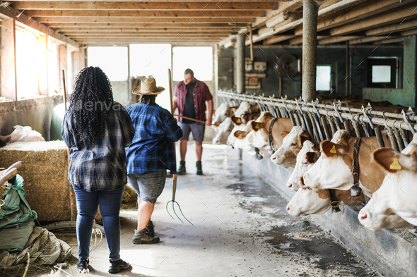 Young multiracial farmer people working together inside cowshed - Focus ...