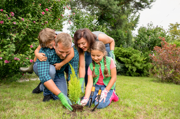 Cheerful family planting tree together in their backyard garden Stock ...