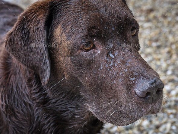 Labrador retriever close up portrait Stock Photo by 01Rasti | PhotoDune