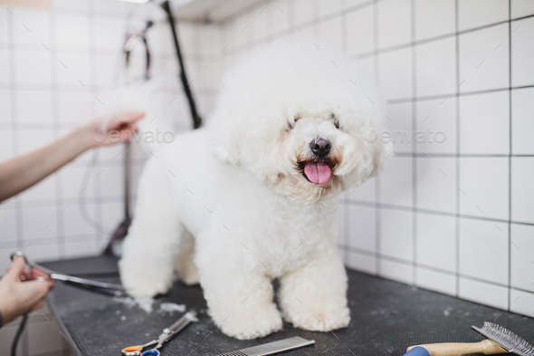 Grooming of dogs and small animals in the grooming salon. Stock Photo ...