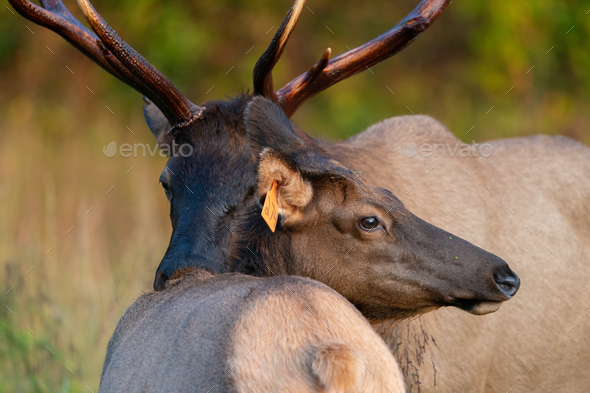 Bull Elk Smelling Cow Elk Stock Photo by mattcuda | PhotoDune