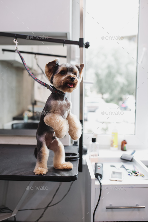 process of final shearing of a dog's hair with scissors. muzzle of a ...