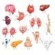 Cartoon Human Body Internal Organs Characters, Vectors | GraphicRiver