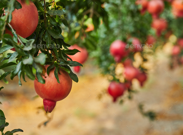 Plantation of pomegranate trees in the harvest season, in the rays of ...