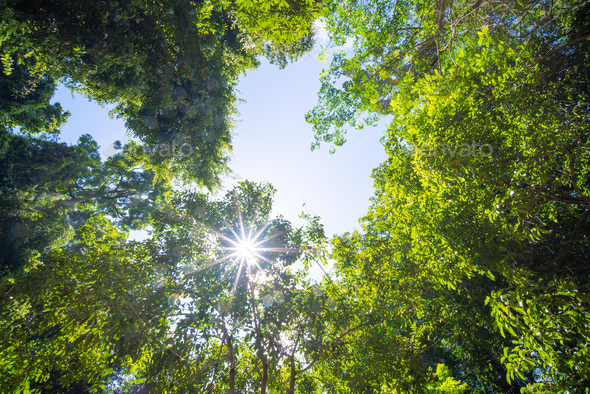 Beautiful green tree and sunlight flare under tree Stock Photo by ...