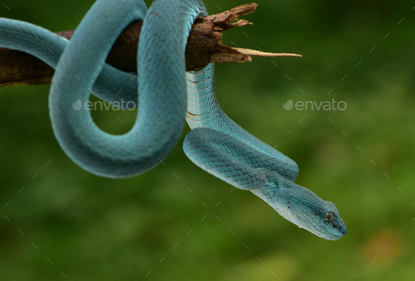 Blue snake on tree branch, Trimeresurus insularis, Indonesian pit viper ...