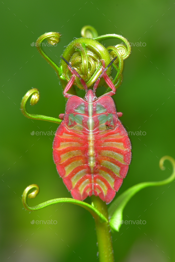 Pink Stink Bug, Tessaratomidae Stock Photo by ekobudiutomo | PhotoDune