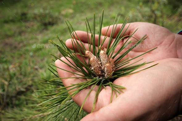 Pine Tree Seedling Stock Photo by safakc1 | PhotoDune