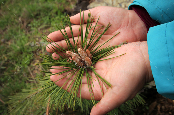 Pine Tree Seedling Stock Photo by safakc1 | PhotoDune