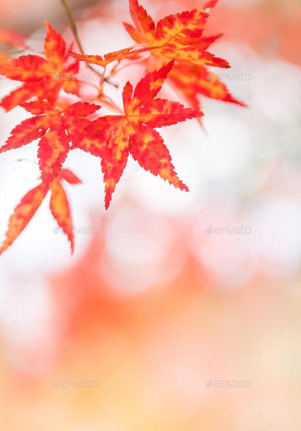 Bicolor Japanese Maple Leaves in Autumn Stock Photo by EvergreenPlanet