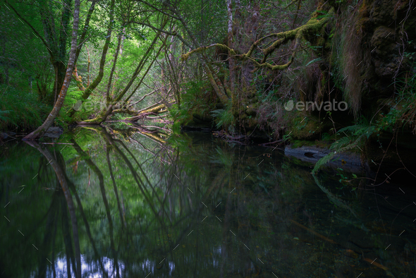 Trees leaning towards the backwater of a river form symmetrical ...