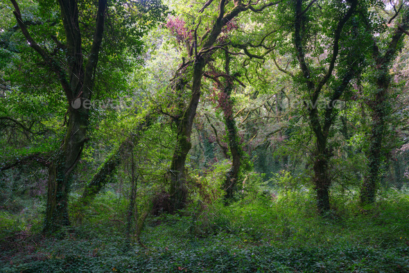 A large amount of low vegetation covers the floor of an oak forest ...