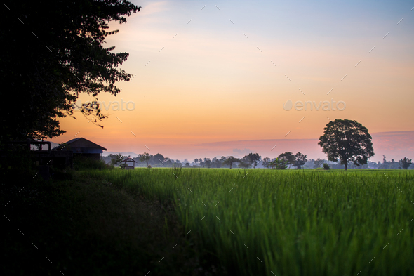 Rice field in the beautiful golden hour, and landscape frame Stock ...