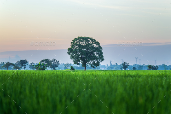 Rice field in the beautiful golden hour, and landscape frame Stock ...