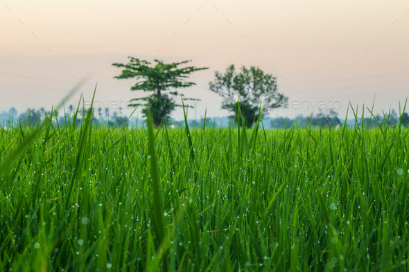 Rice field in the beautiful golden hour, and landscape frame Stock ...
