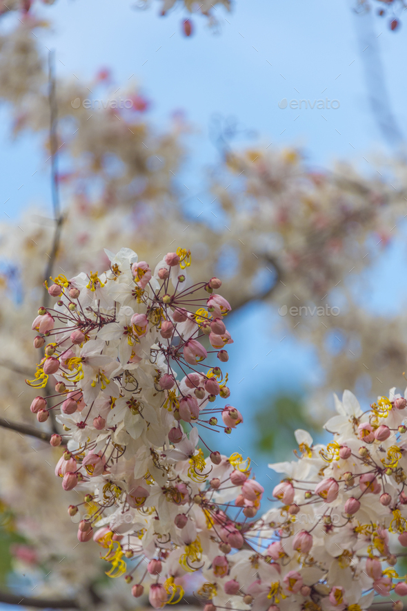 Blossom pink flower tree over nature background, Spring flowers ...