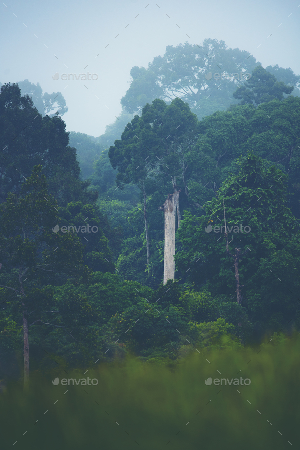 Forested mountain slope in low lying cloud with the evergreen conifers ...