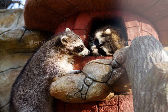 Two cute funny racoons kissing in zoo. Stock Photo by slavereva | PhotoDune
