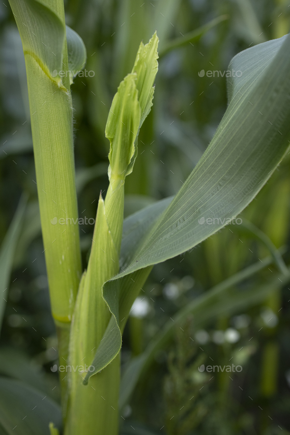 Agricultural land of green corn farm. Corn stalks close up. cultivated ...