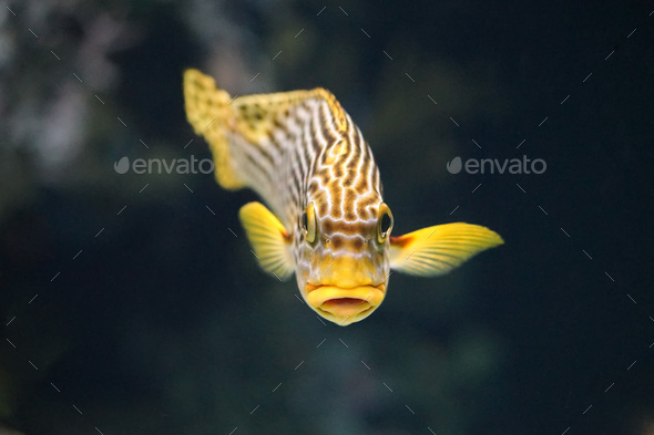 Striped Oriental Sweetlips, Plectorhinchus orientalis, North Ari Atoll ...