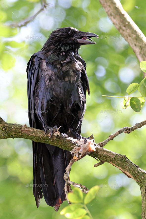 The carrion crow (Corvus corone) Stock Photo by Edwin-Butter | PhotoDune