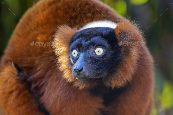 The red ruffed lemur (Varecia rubra) closeup portrait Stock Photo by ...