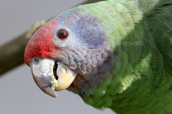 Red-tailed Amazon (Amazona brasiliensis) in natural habitat. Stock ...