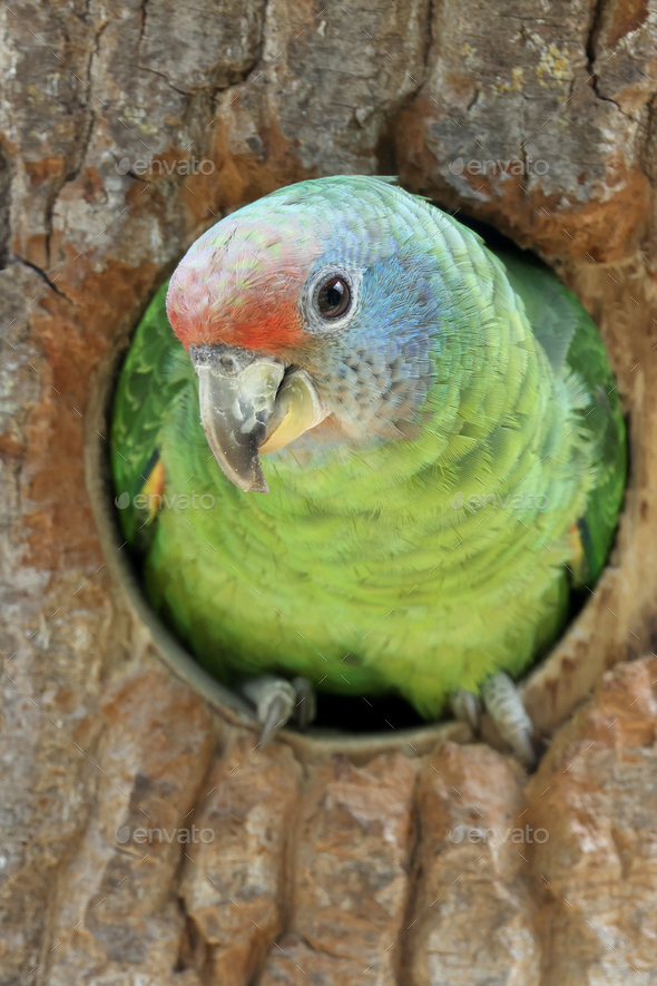 Red-tailed Amazon (Amazona brasiliensis) in natural habitat. Stock ...