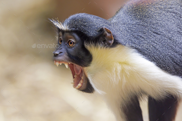 The Diana monkey (Cercopithecus diana) closeup portrait Stock Photo by ...