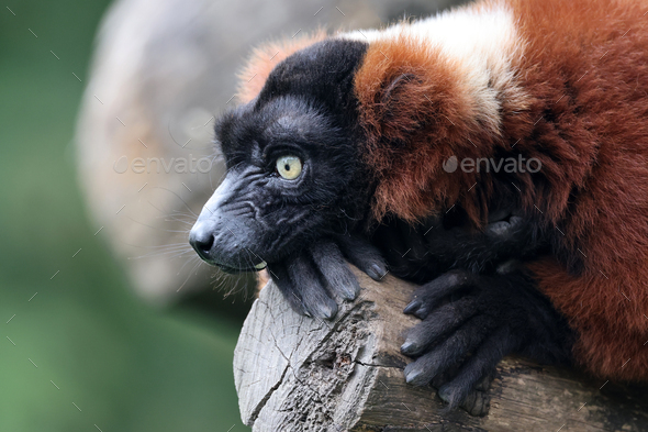 The red ruffed lemur (Varecia rubra) closeup portrait Stock Photo by ...