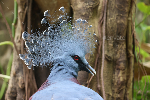 The Victoria crowned pigeon (Goura victoria) closeup photo Stock Photo ...