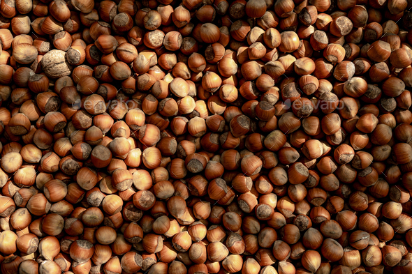 Photo of a hazelnut. Hazelnut background. Texture of nuts Stock Photo ...