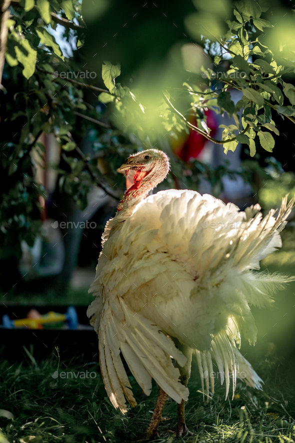 Broiler turkey in the yard of a village house. Stock Photo by nastuffa