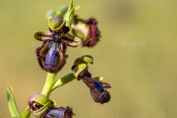 Wild orchid, scientific name; Ophrys speculum Stock Photo by esindeniz