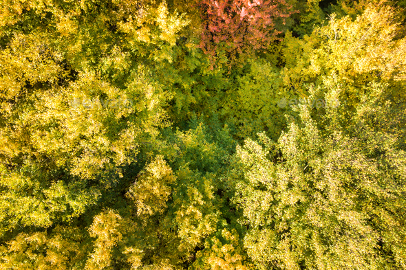 Top down aerial view of green and yellow canopies in autumn forest with ...