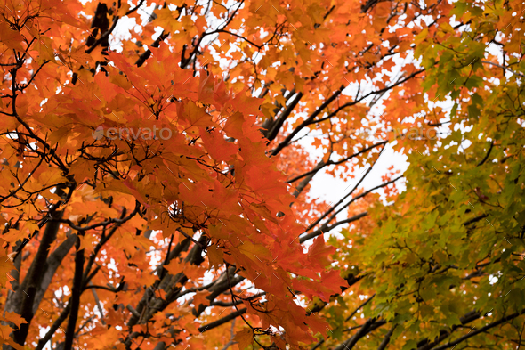 Tree branches closeup in fall. Autumn maple trees with leaves change ...