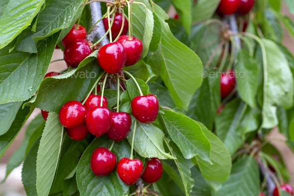 Cherry with leaf and stalk. Cherries with leaves and stalks. Stock ...