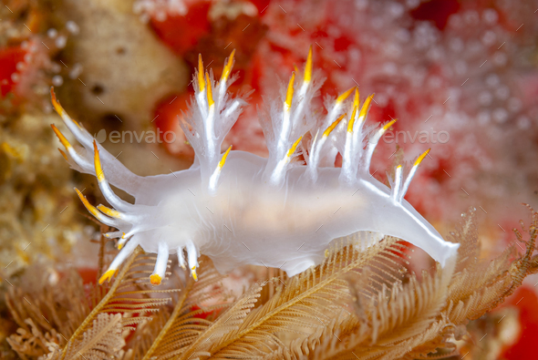 White Dendronotus nudibranch in California Stock Photo by joebelanger
