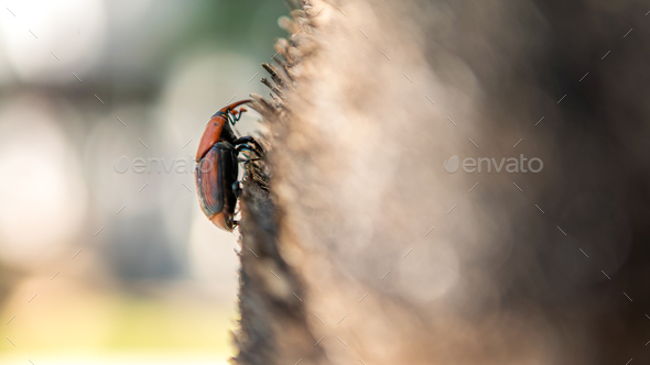A palm weevil in the trunks of palm trees. Pest in palm plantations ...