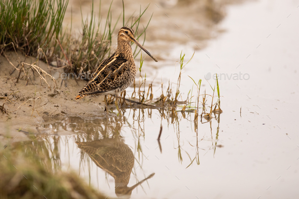 Common snipe sitting on a riverbank with reflection in water Stock ...