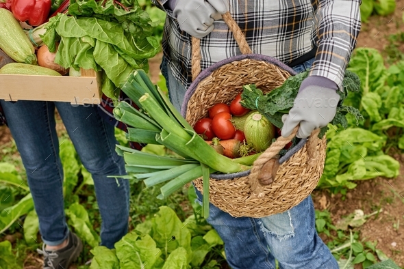 Crop harvesters with fresh vegetables in box and wicker basket Stock ...