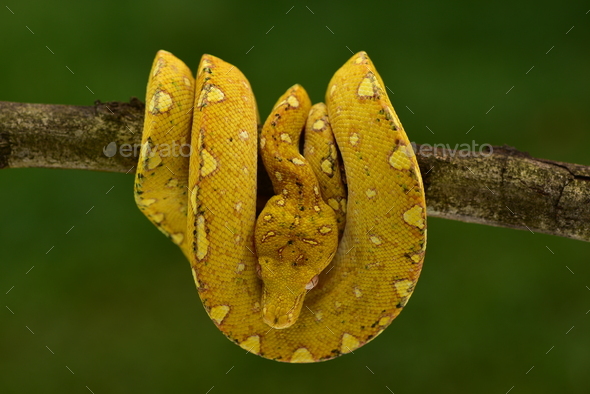Python Snake roll, Morelia viridis Stock Photo by ekobudiutomo | PhotoDune
