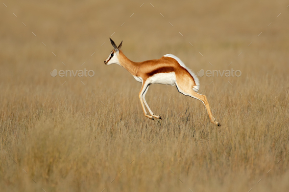 Jumping springbok antelope Stock Photo by EcoSound | PhotoDune