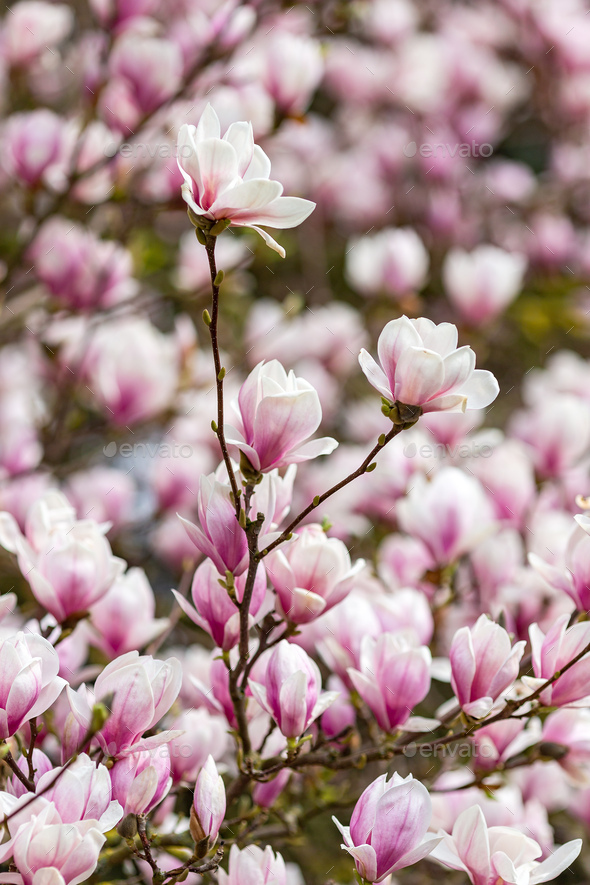 Magnolia Tree in full bloom Stock Photo by Lightboxx | PhotoDune