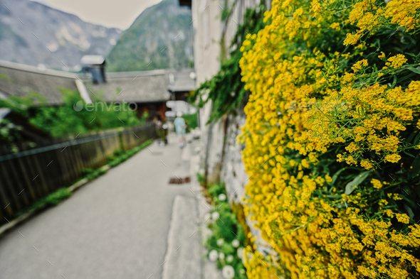 Alyssum basket of gold, yellow flowers on wall in Hallstatt, Austria ...