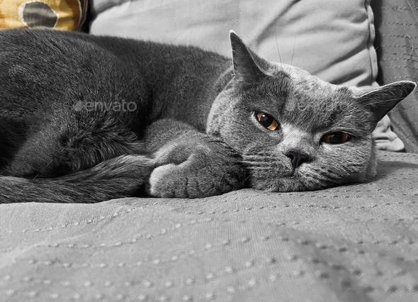 breed of a British cat on background. sad mood Stock Photo by alimdok