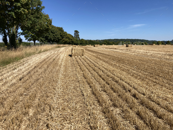 Agricultural landscape, stubble field after harvest Stock Photo by ...